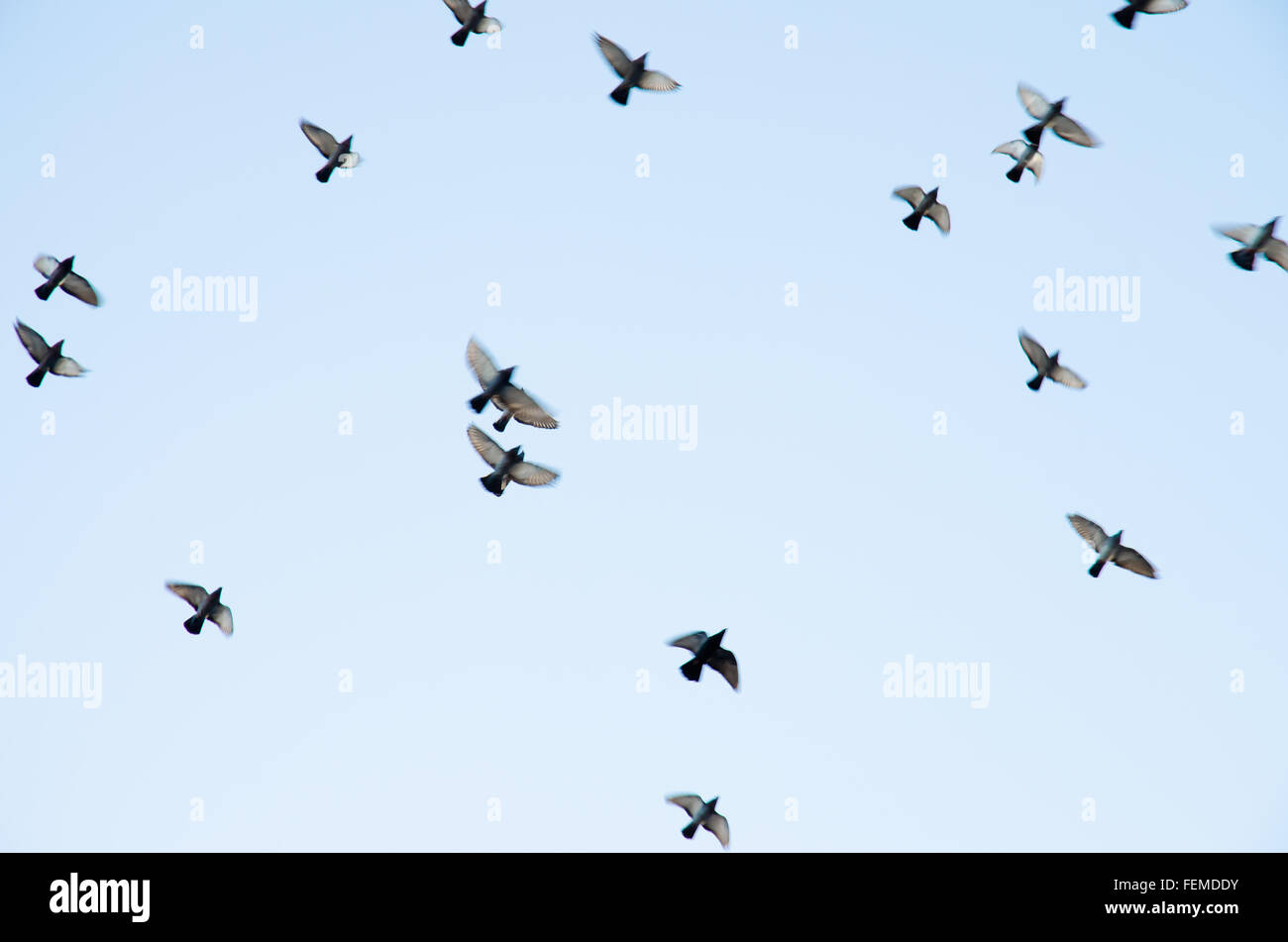 flying birds in the sky Stock Photo - Alamy