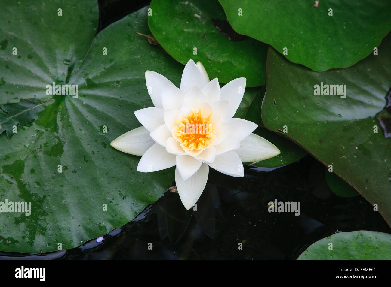 white waterlily nymphaea flower Stock Photo - Alamy
