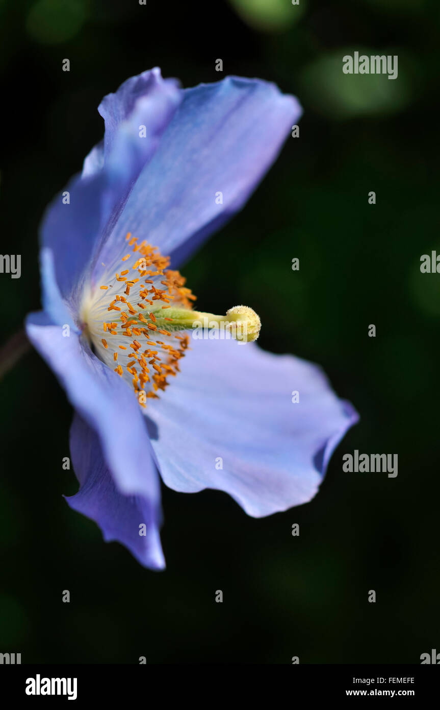 Meconopsis (Himalayan blue poppy) flower with dark background Stock ...