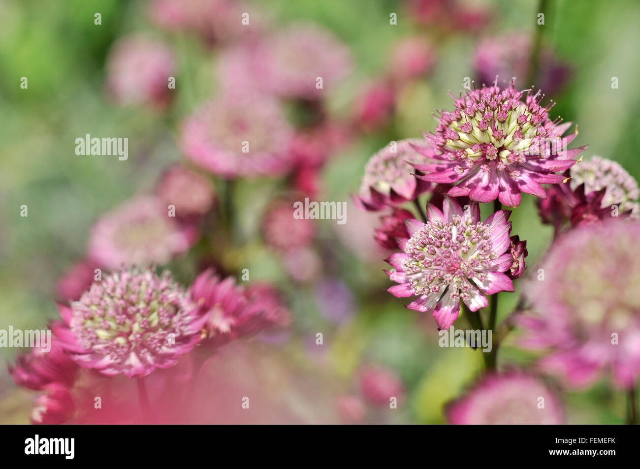Astrantia garden hi-res stock photography and images - Alamy