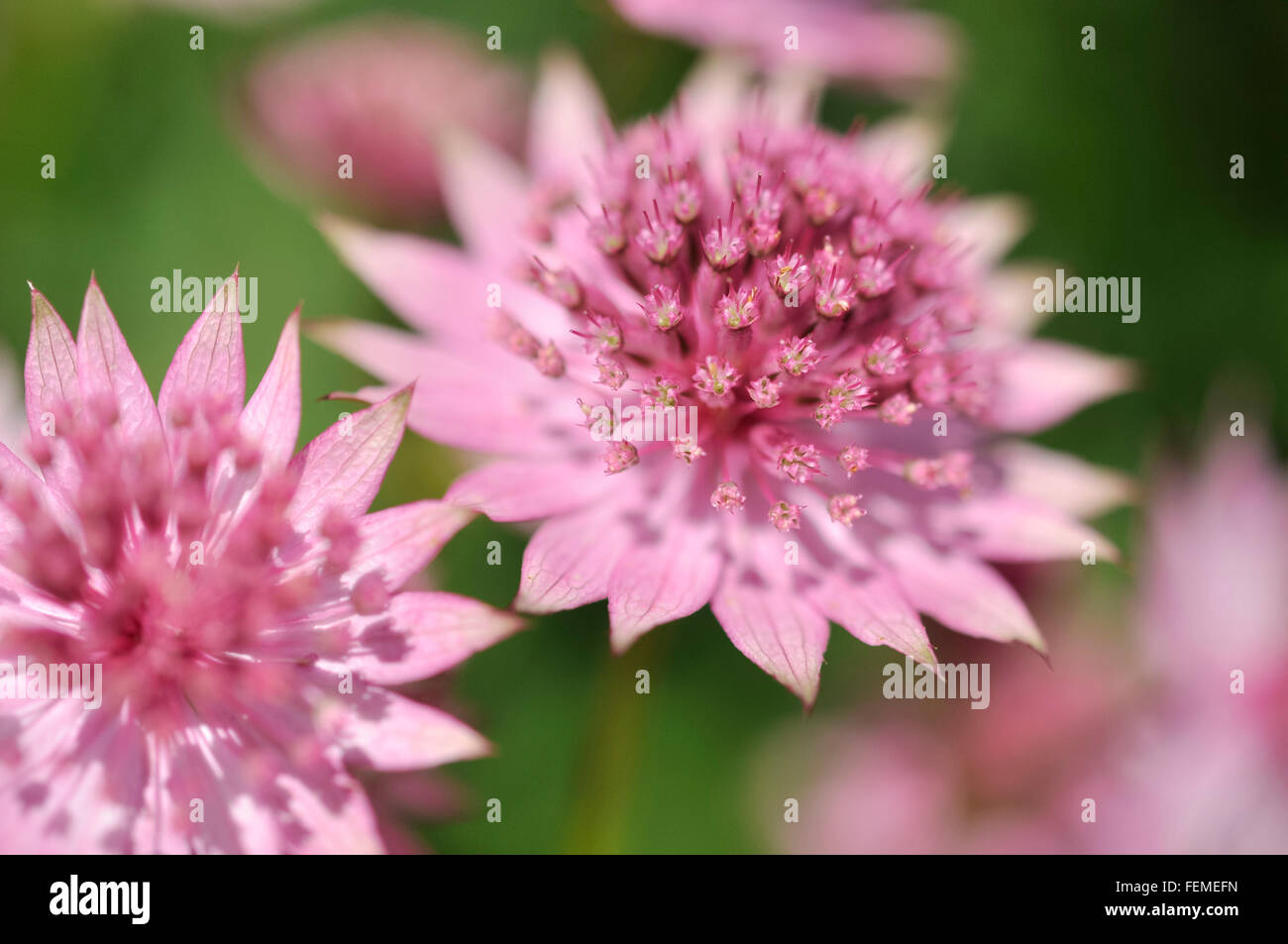 A deep pink form of Astrantia Maxima seen in close up Stock Photo - Alamy