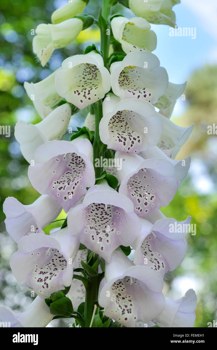 Pale pink spotted form of Foxglove (Digitalis purpurea Stock Photo - Alamy