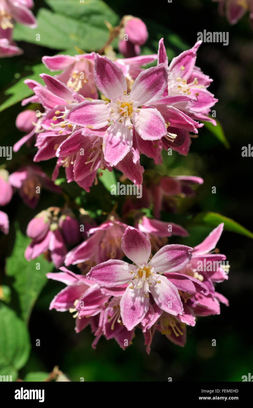 Deutzia garden hi-res stock photography and images - Alamy