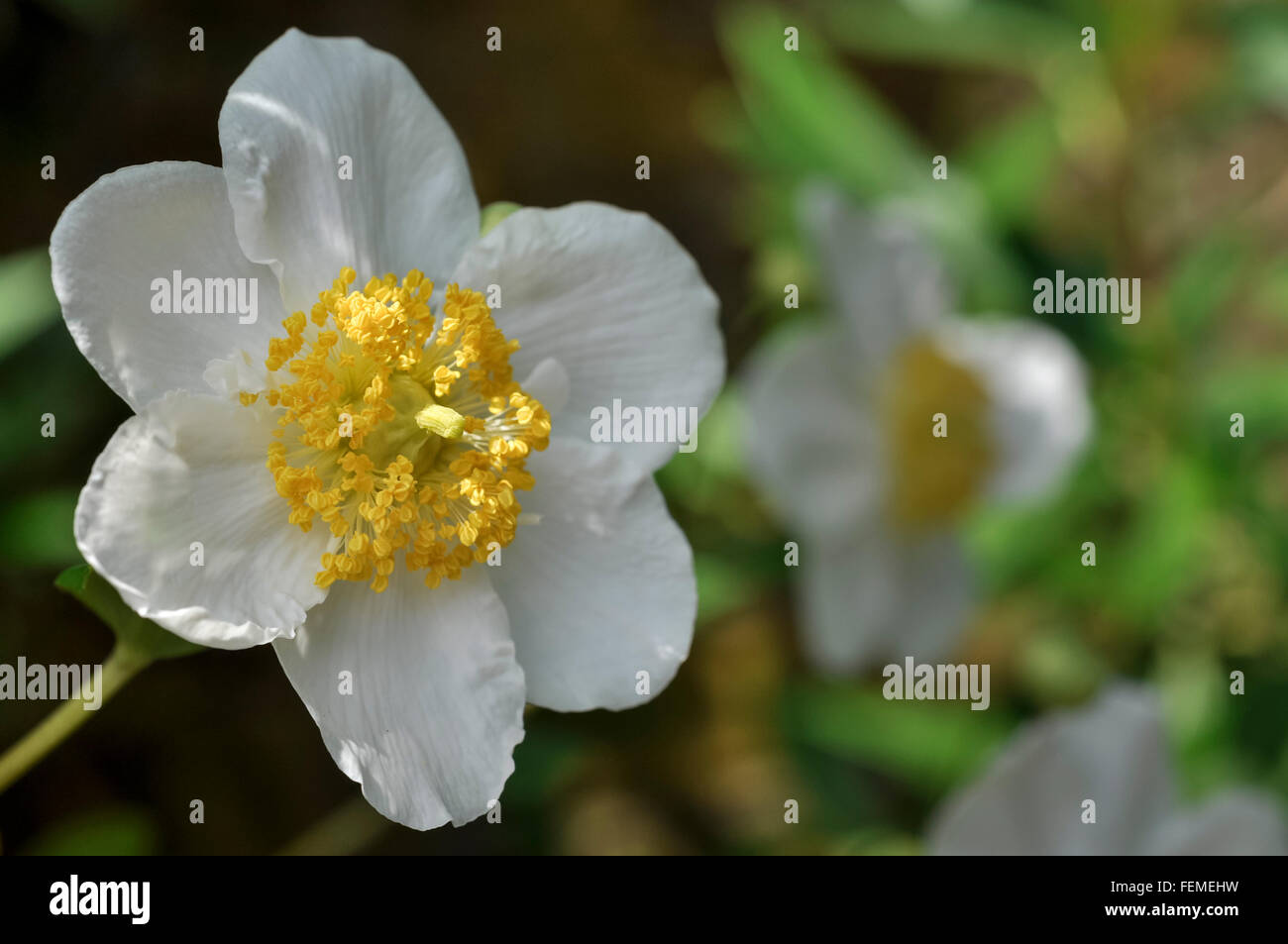 Carpenteria uk hi-res stock photography and images - Alamy