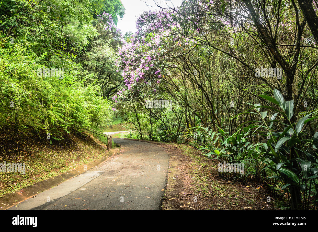 footpath between trees in green dark forest of a park in Sao Paulo ...