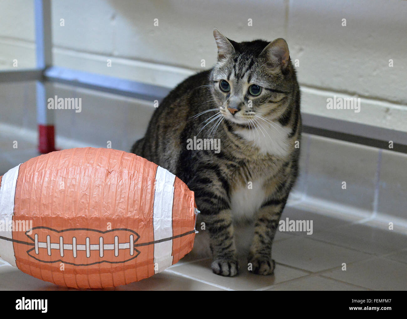 Wantagh, New York, USA. 7th February 2016. Tabby cat ALEXANDER, the ...