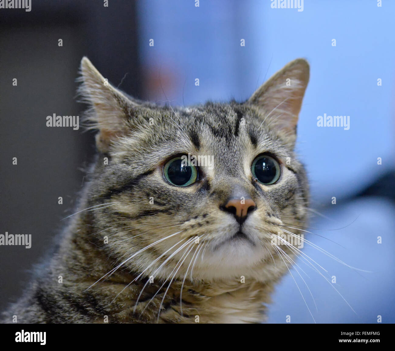 Wantagh, New York, USA. 7th February 2016. Tabby cat ALEXANDER, the ...