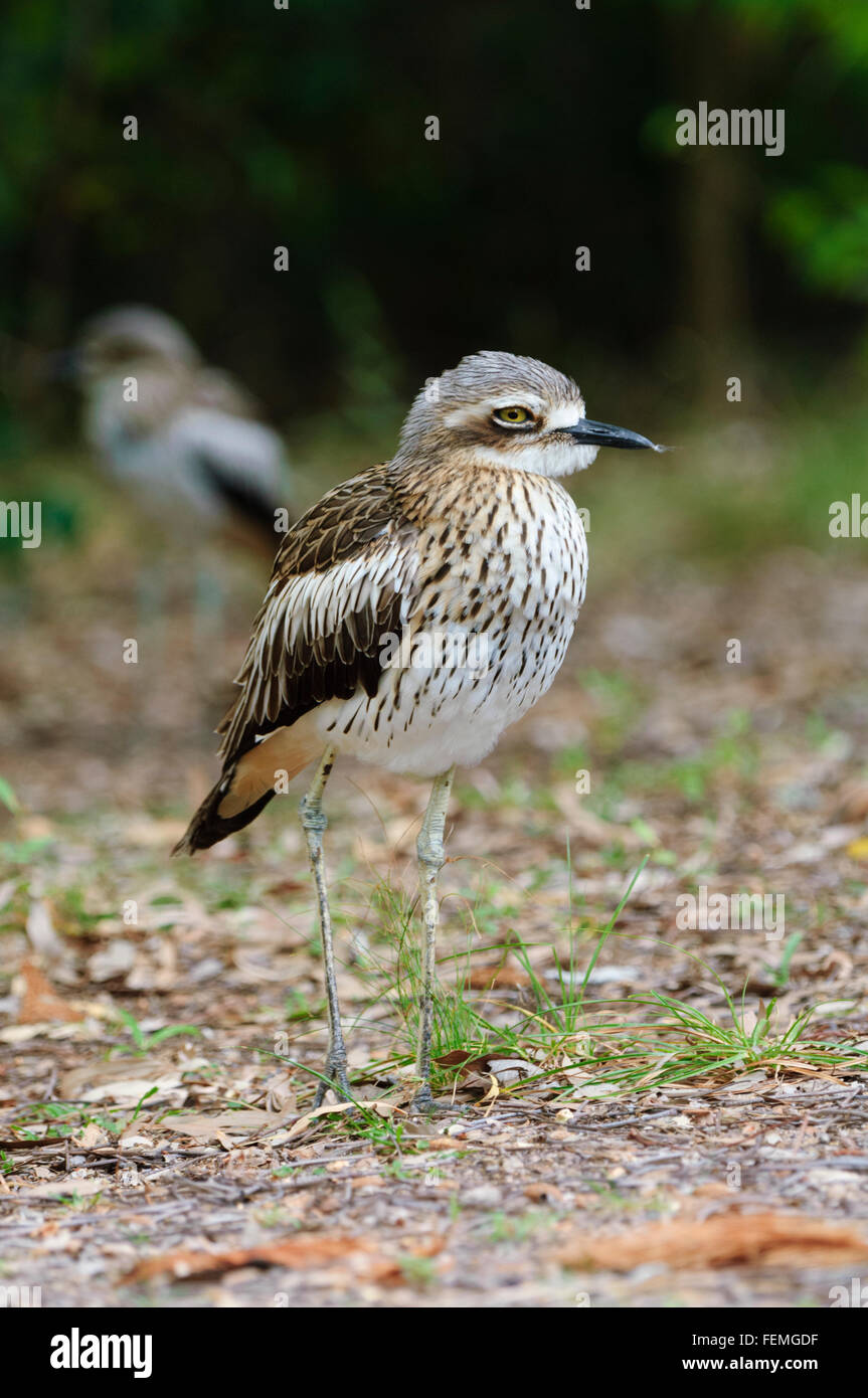 Bush stone curlew queensland australia hi-res stock photography and ...