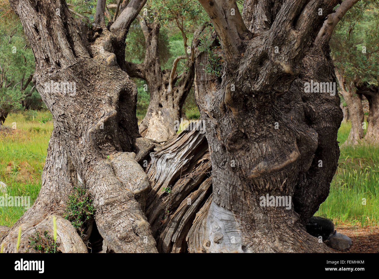 Old olive tree hi-res stock photography and images - Alamy