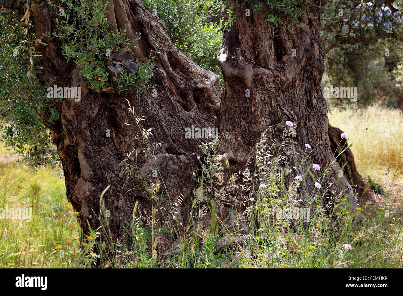 Crete, old olive trees with thick trunks, trunk, olive wood Stock Photo ...