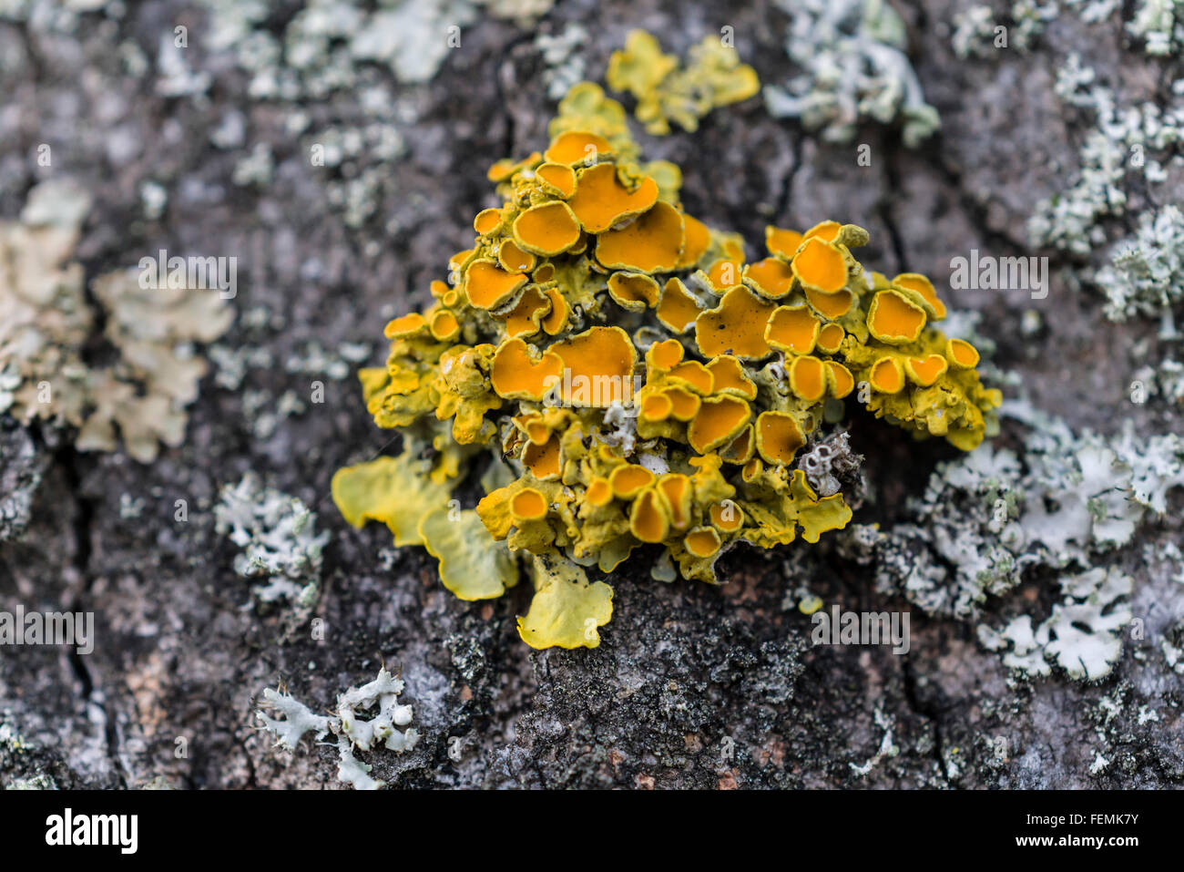 Lichen on a tree trunk, xanthoria parietina Stock Photo - Alamy