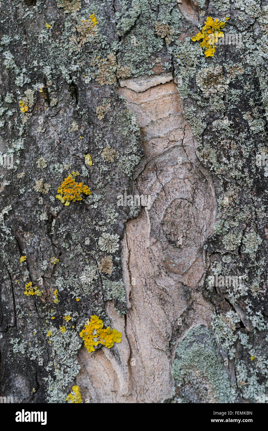 Tree trunk with lichen hi-res stock photography and images - Alamy