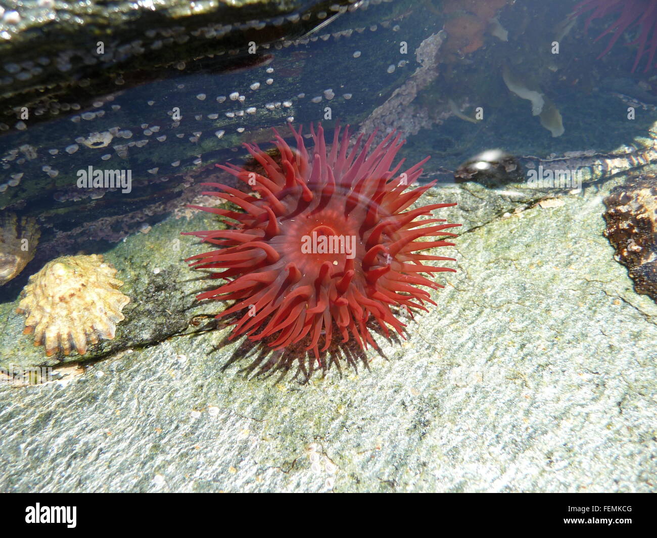 Photo of an anemone and limpet shells in a shallow rock pool on the ...