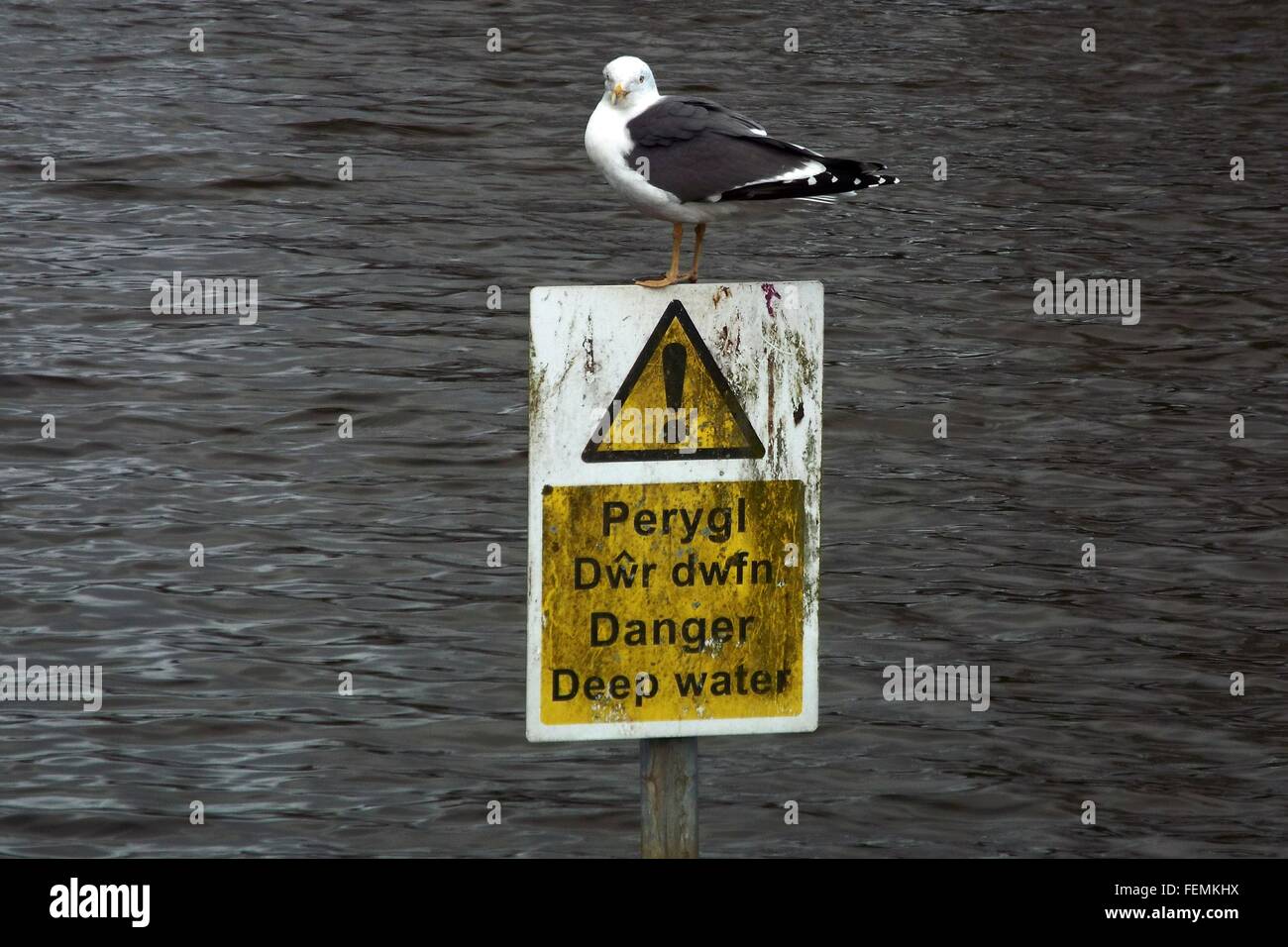 Seagull warning sign hi-res stock photography and images - Alamy