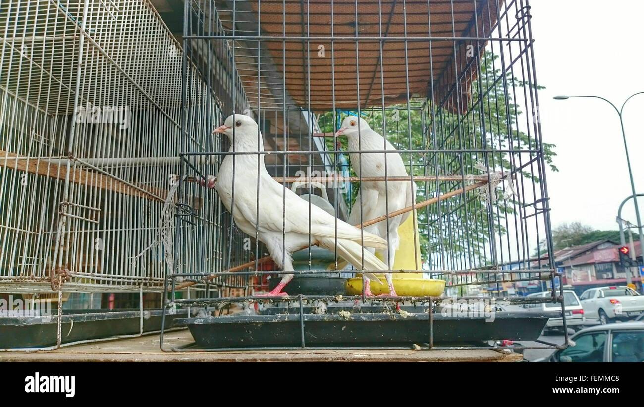 Captivity animal cage hi-res stock photography and images - Alamy