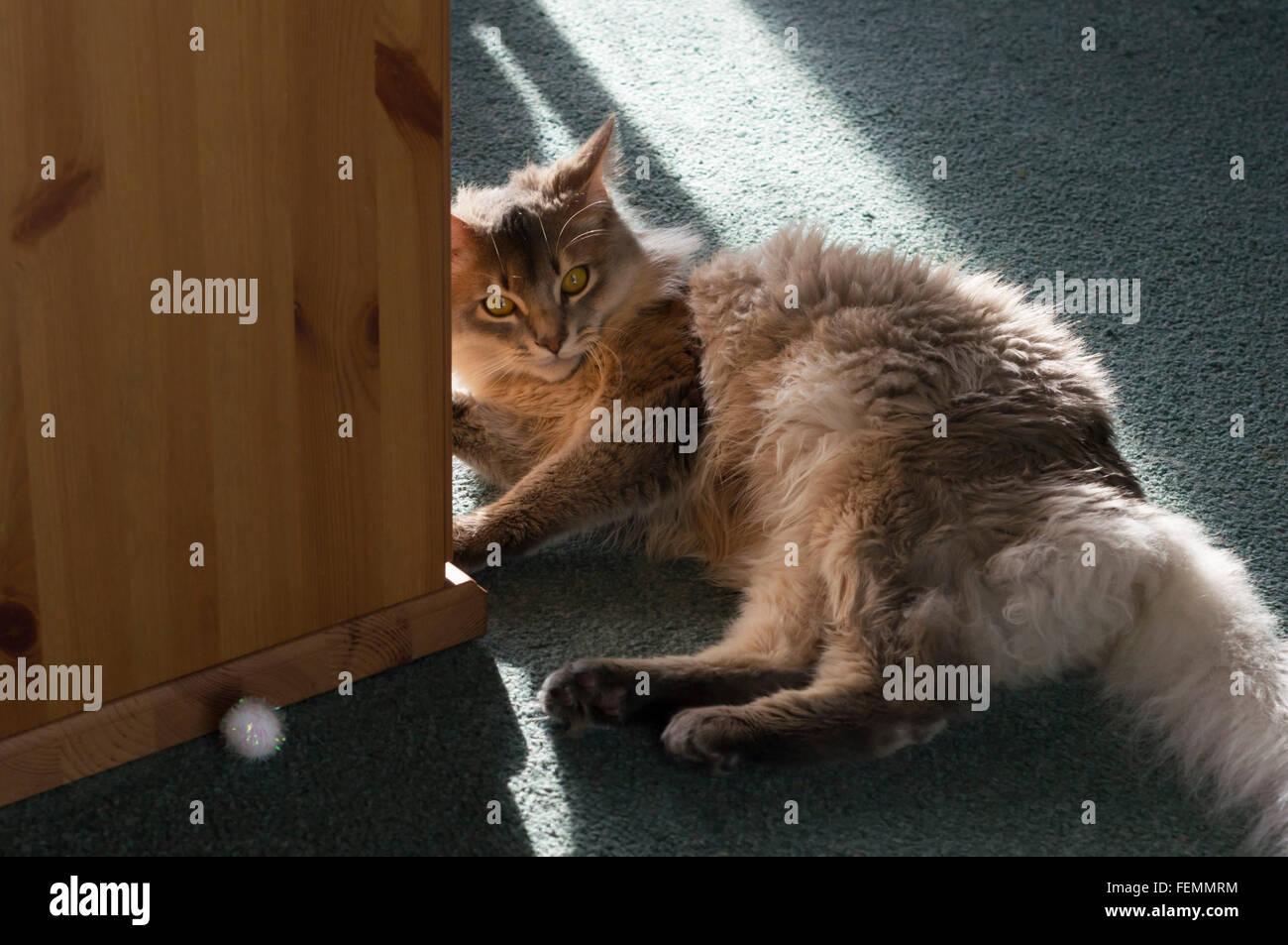 Seven month old blue Somali longhair kitten. Enjoying sunshine indoors ...
