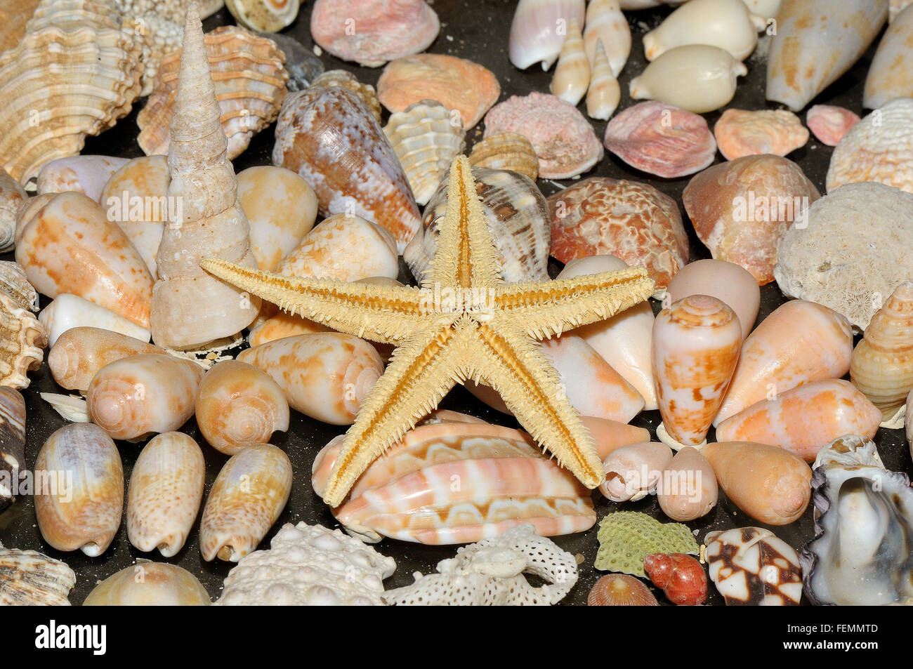 Sea star and various shells of the family Echinodermata Stock Photo - Alamy