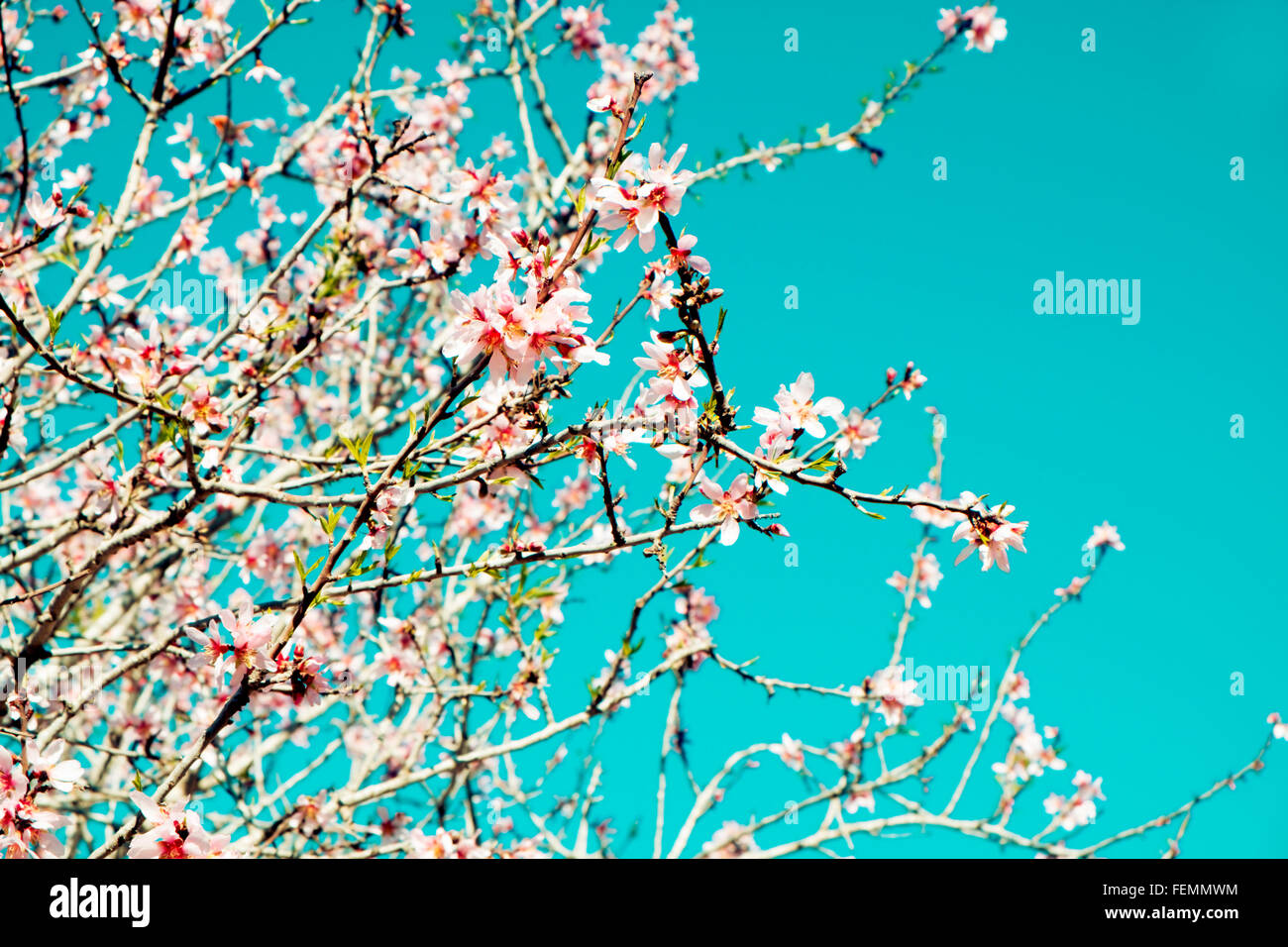 Slight blue flowers hi-res stock photography and images - Alamy