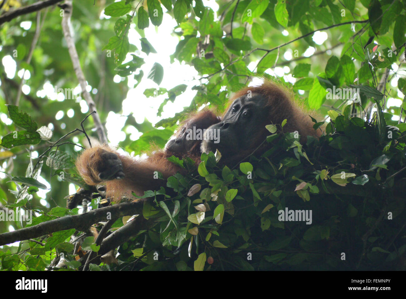 Mother and baby orangutan hi-res stock photography and images - Alamy
