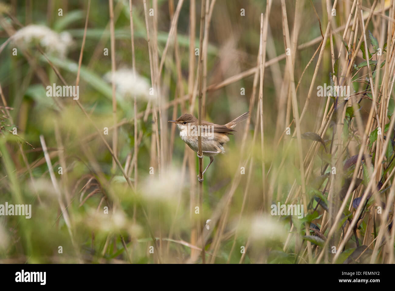 Eurasian Reed Warbler, Acrocephalus scirpaceus, autumn bird in reedbed ...