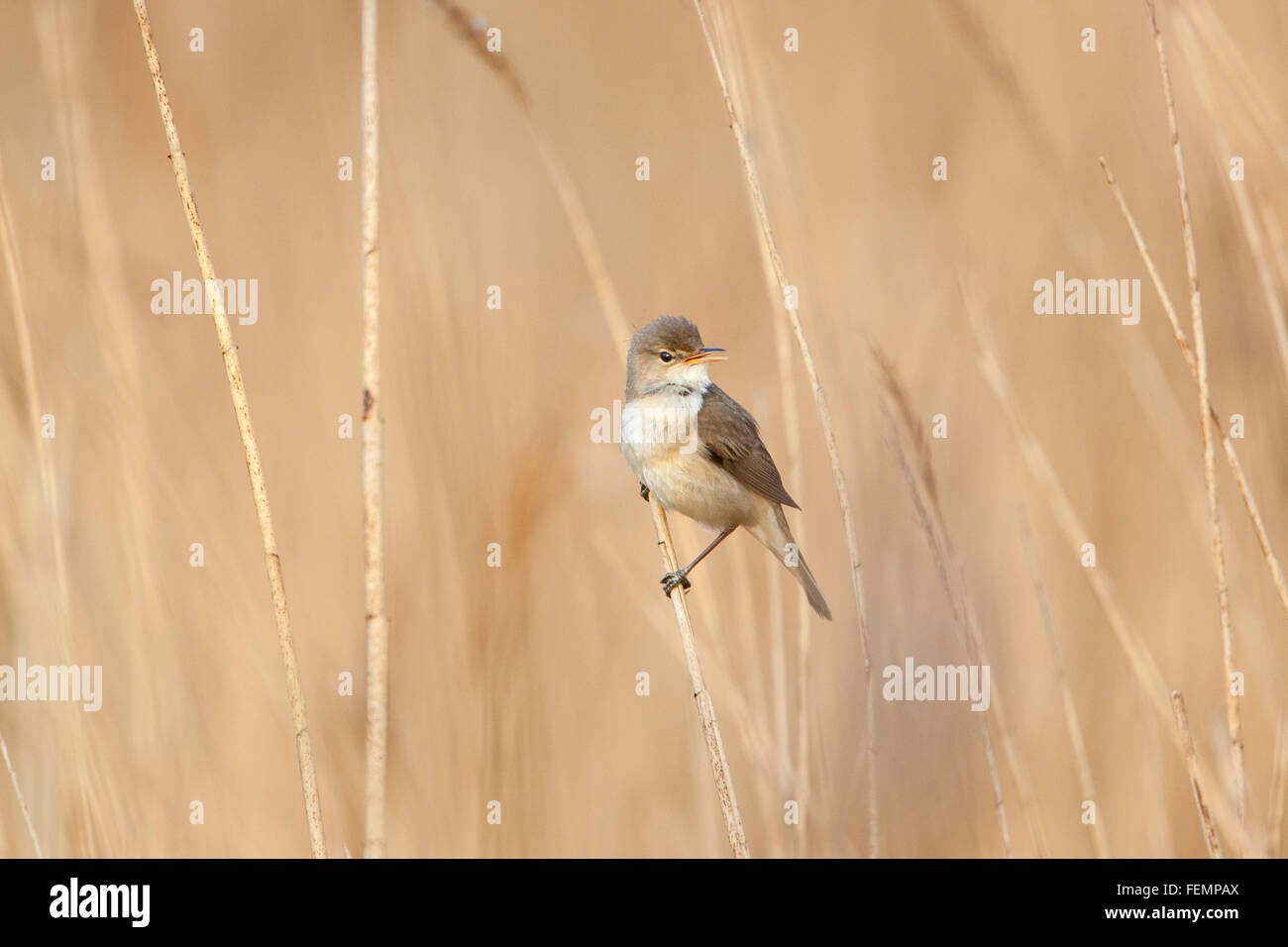 Eurasian Reed Warbler, Acrocephalus scirpaceus, male in spring in ...