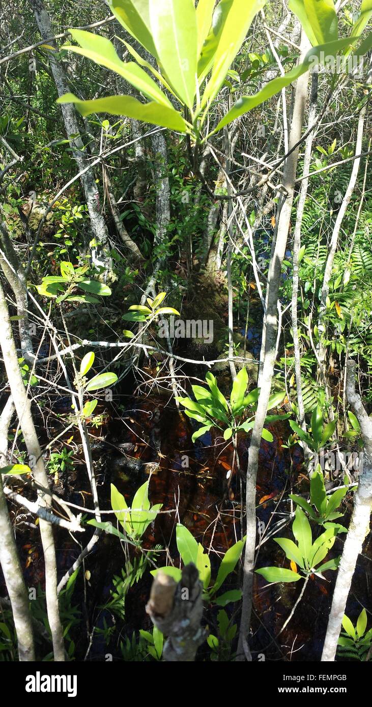 Tree trunk in the water hi-res stock photography and images - Alamy