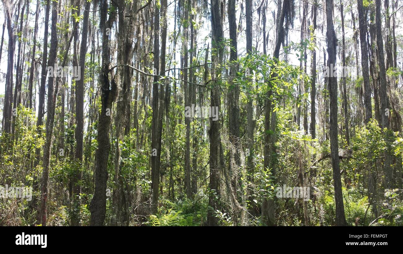 Overgrown forest hi-res stock photography and images - Alamy