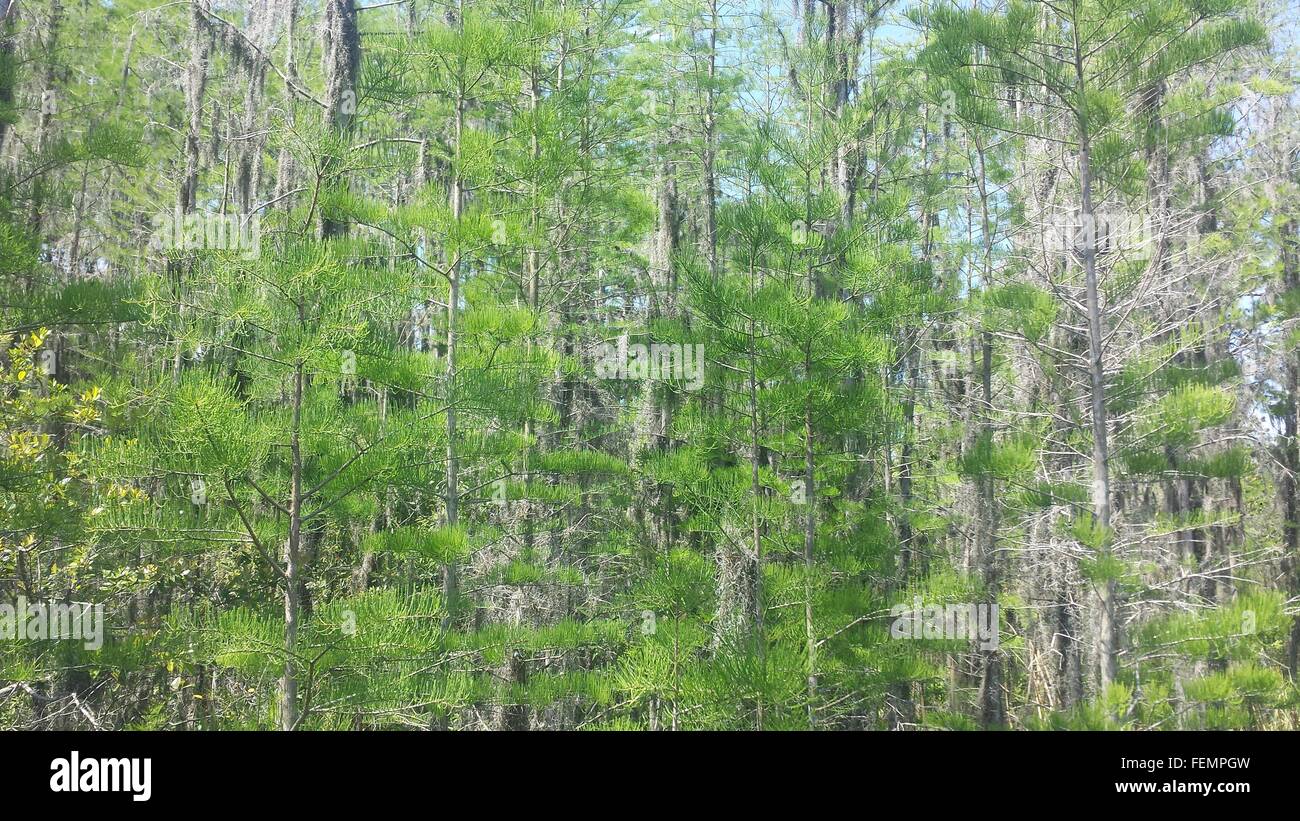 Overgrown forest hi-res stock photography and images - Alamy
