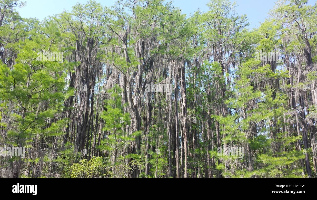 Overgrown forest hi-res stock photography and images - Alamy