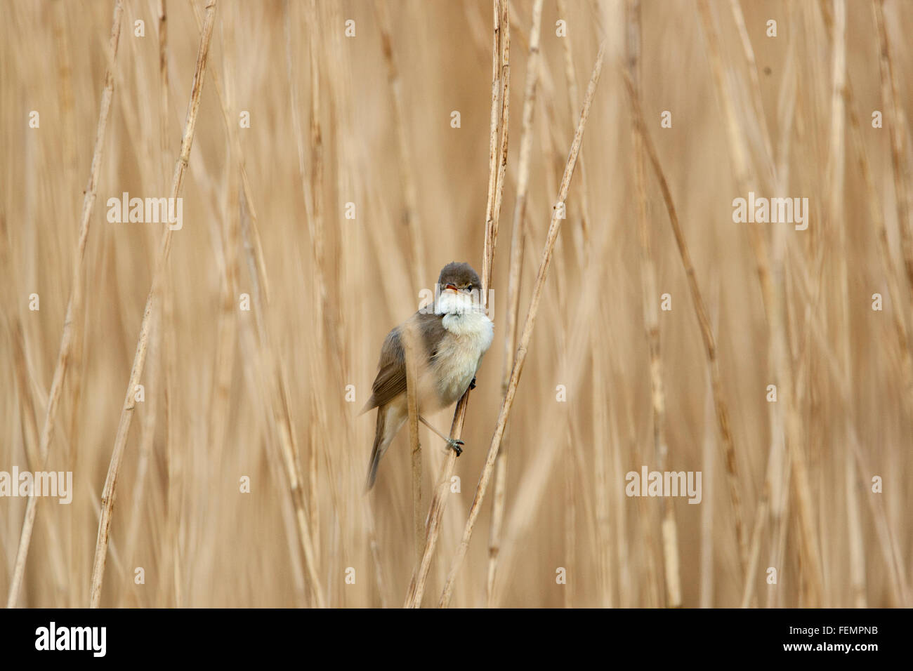 Eurasian Reed Warbler, Acrocephalus scirpaceus, male in spring in ...