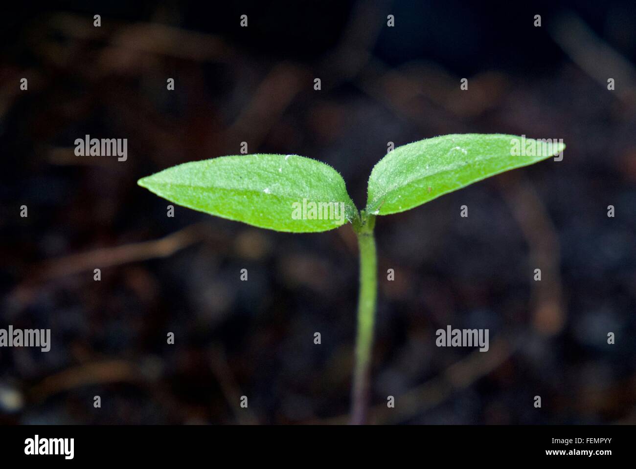 Chili seedling hi-res stock photography and images - Alamy