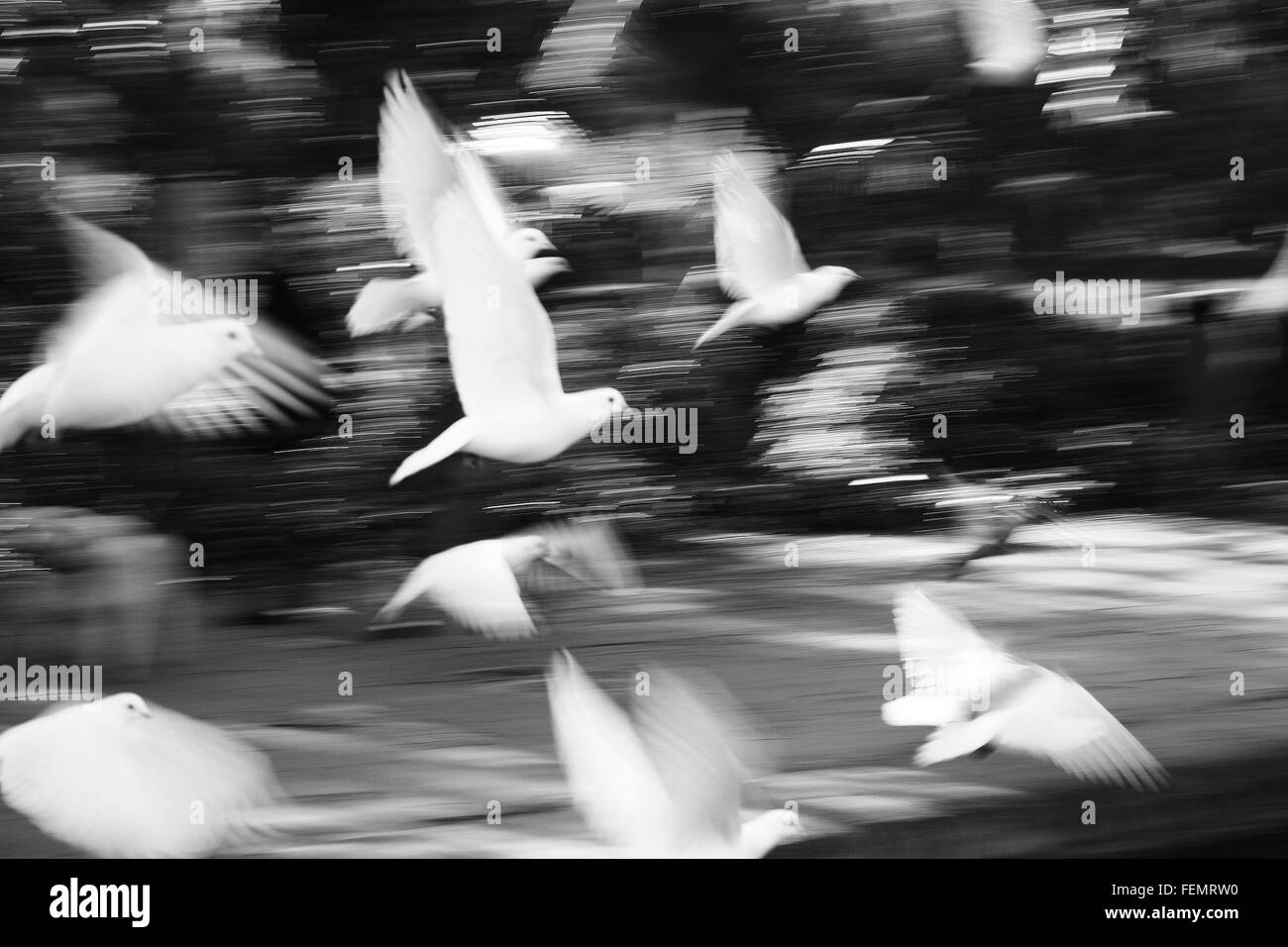 Flying pigeons hi-res stock photography and images - Alamy