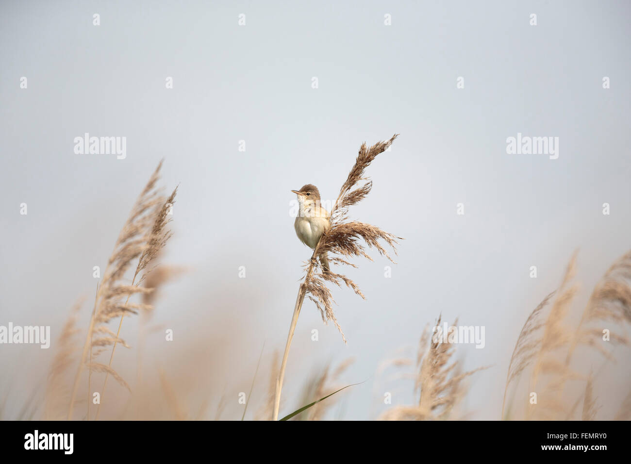 Single Reed Stock Photos & Single Reed Stock Images - Alamy