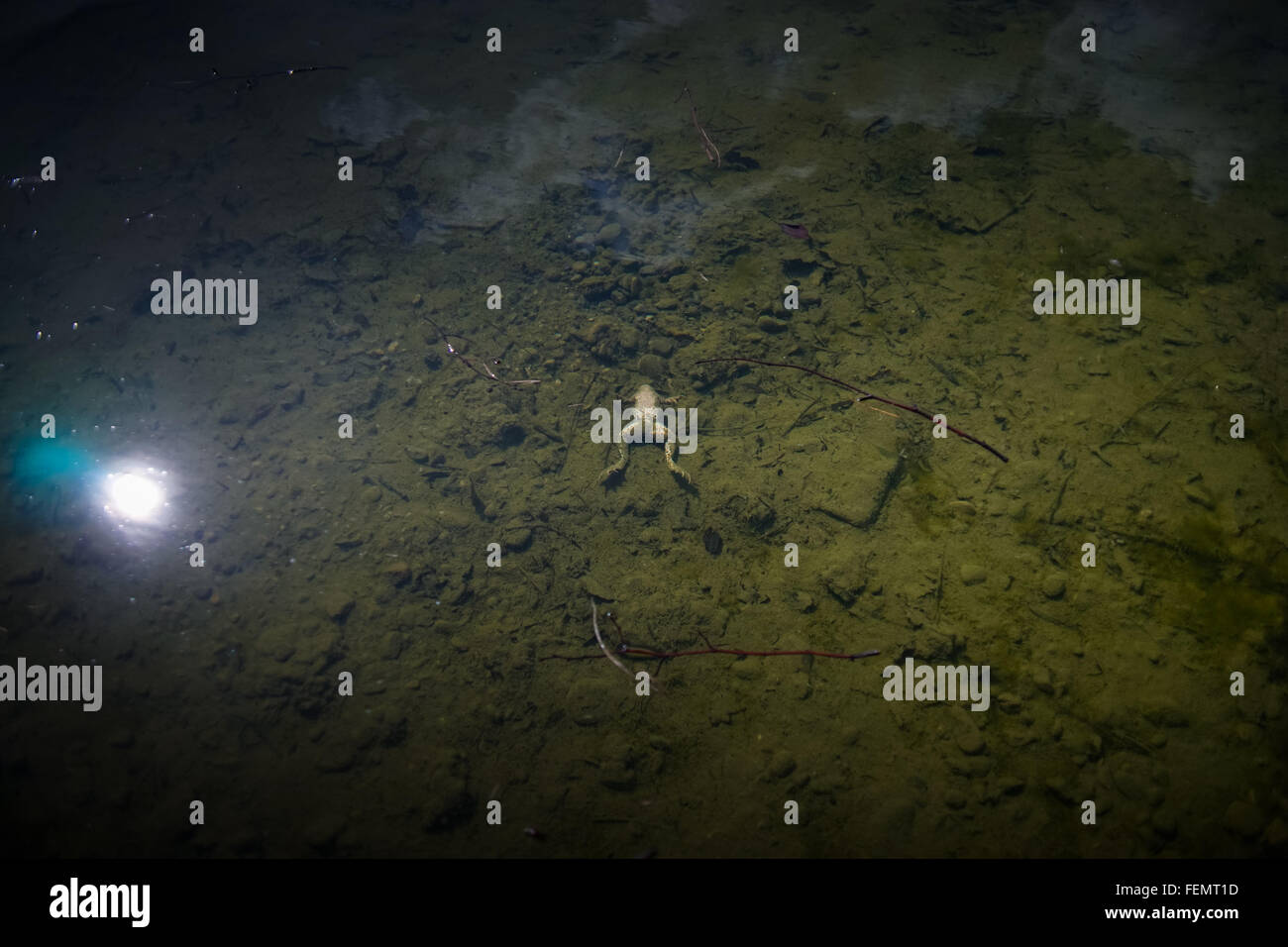 Dead frog hi-res stock photography and images - Alamy