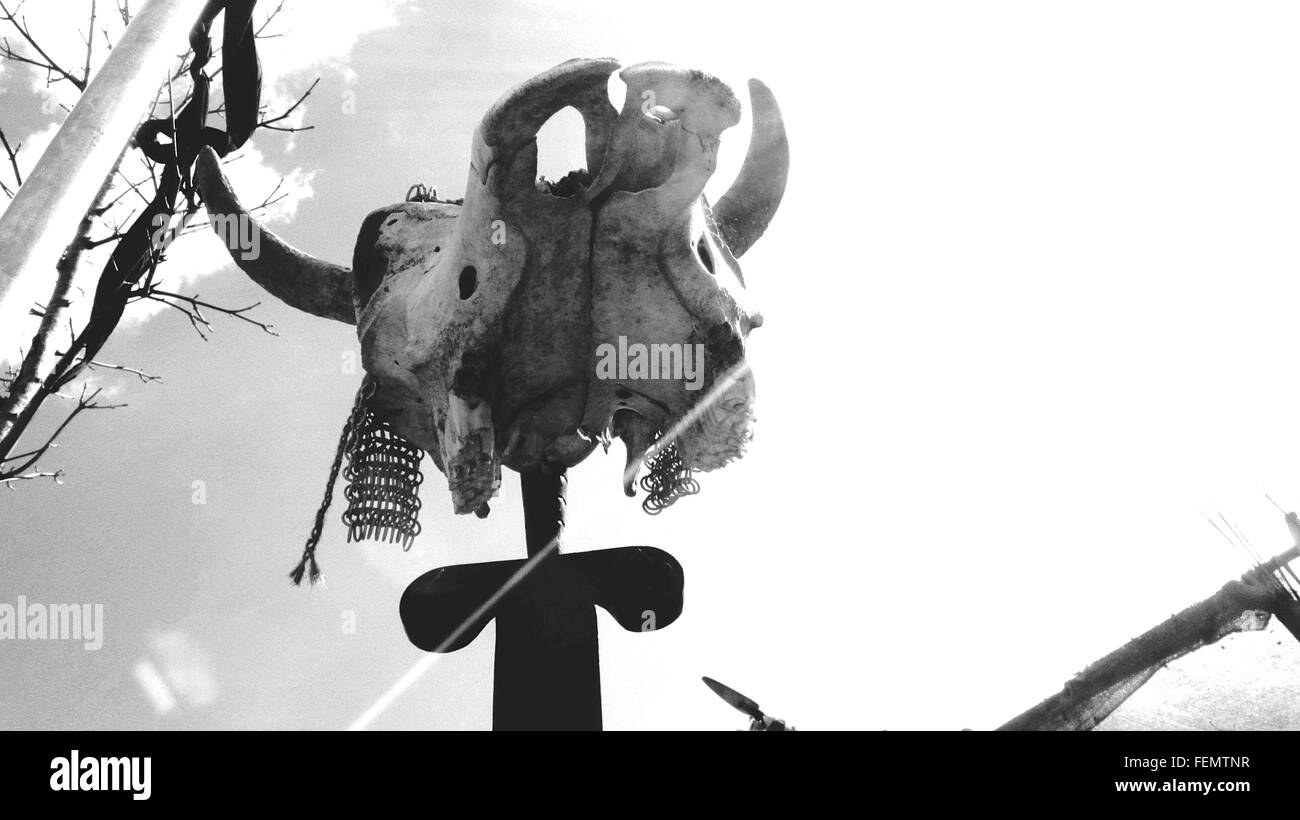 Animal skull animal head hi-res stock photography and images - Alamy