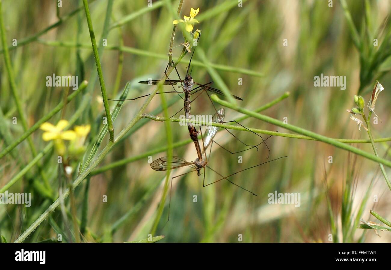 Mosquitoes mating hi-res stock photography and images - Alamy