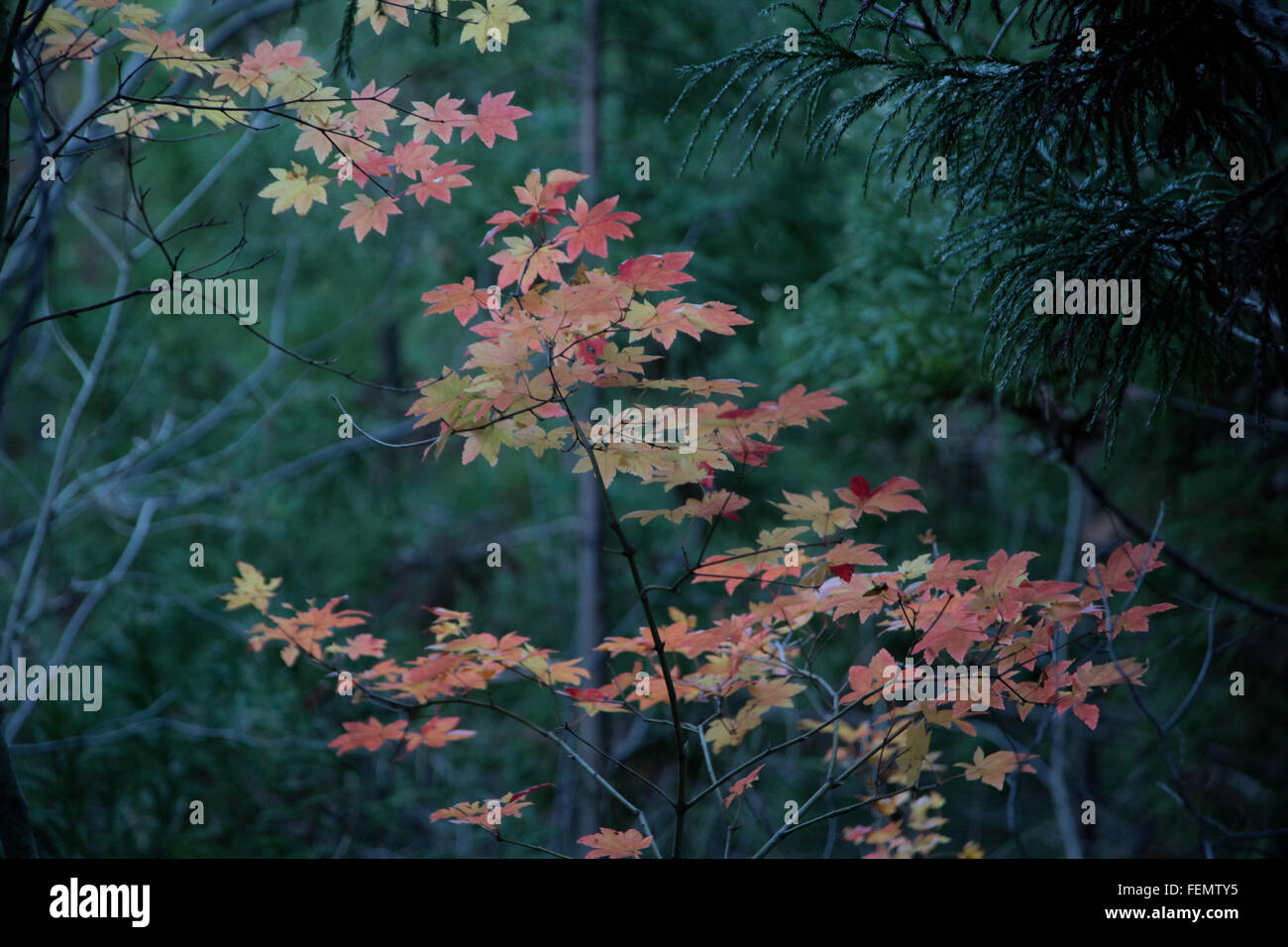 Autumn Tree In Forest Stock Photo - Alamy