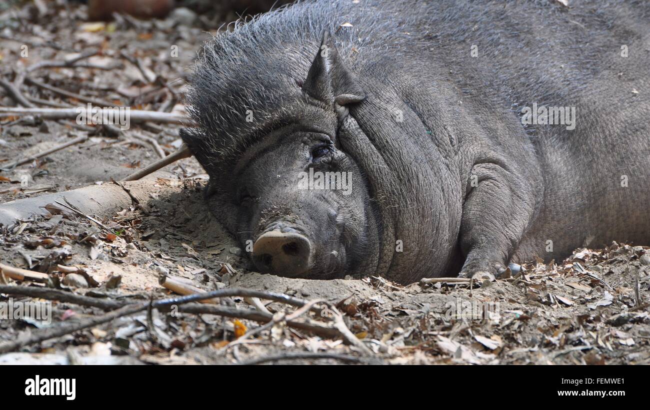 Pig lying down hi-res stock photography and images - Alamy