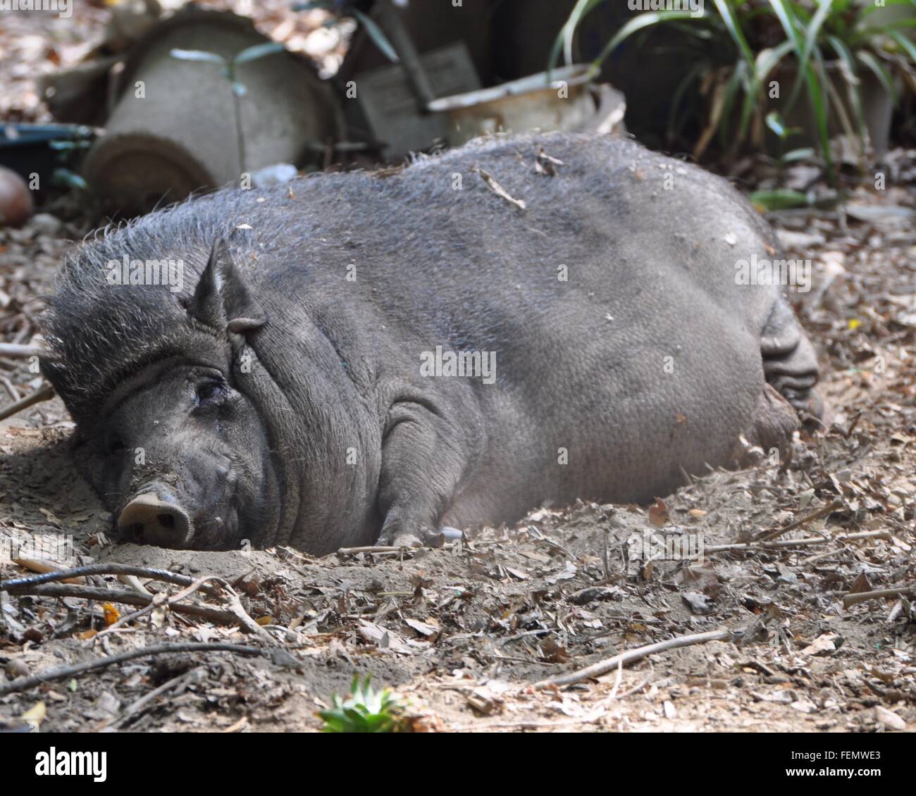 Tranquil pig hi-res stock photography and images - Alamy