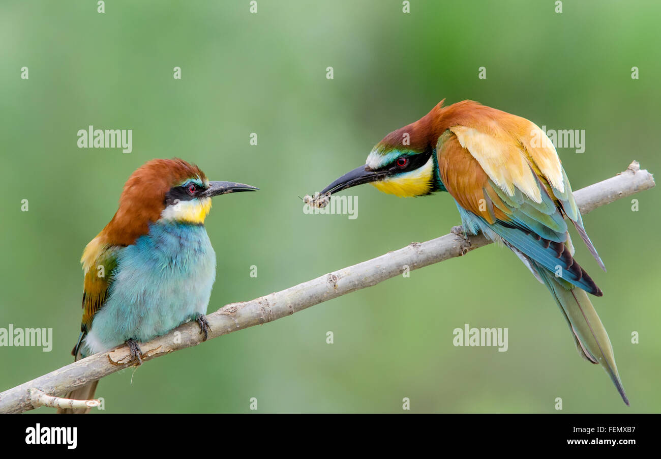 Pair of european bee-eaters Stock Photo - Alamy