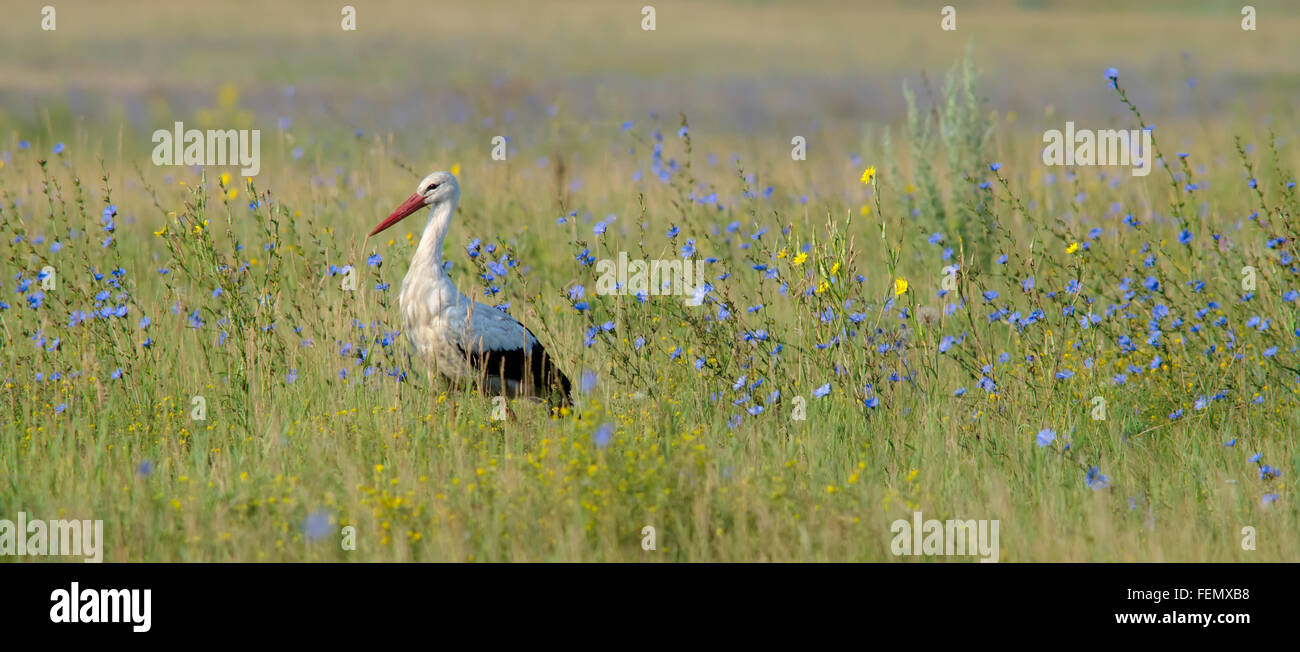 White stork in flowers Stock Photo - Alamy