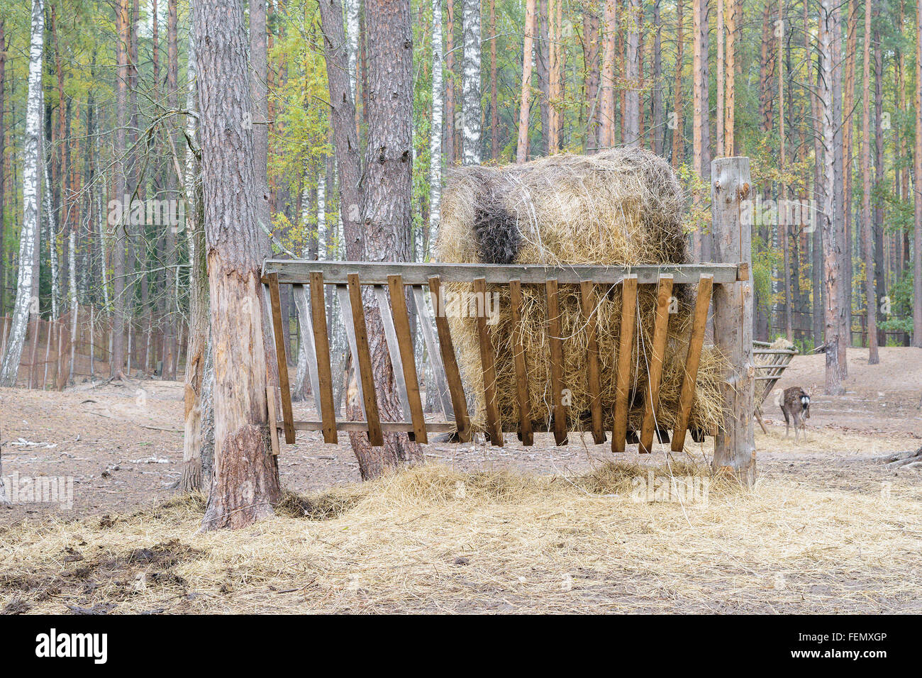 Feeding trough for wild animals in the forest hi-res stock photography ...