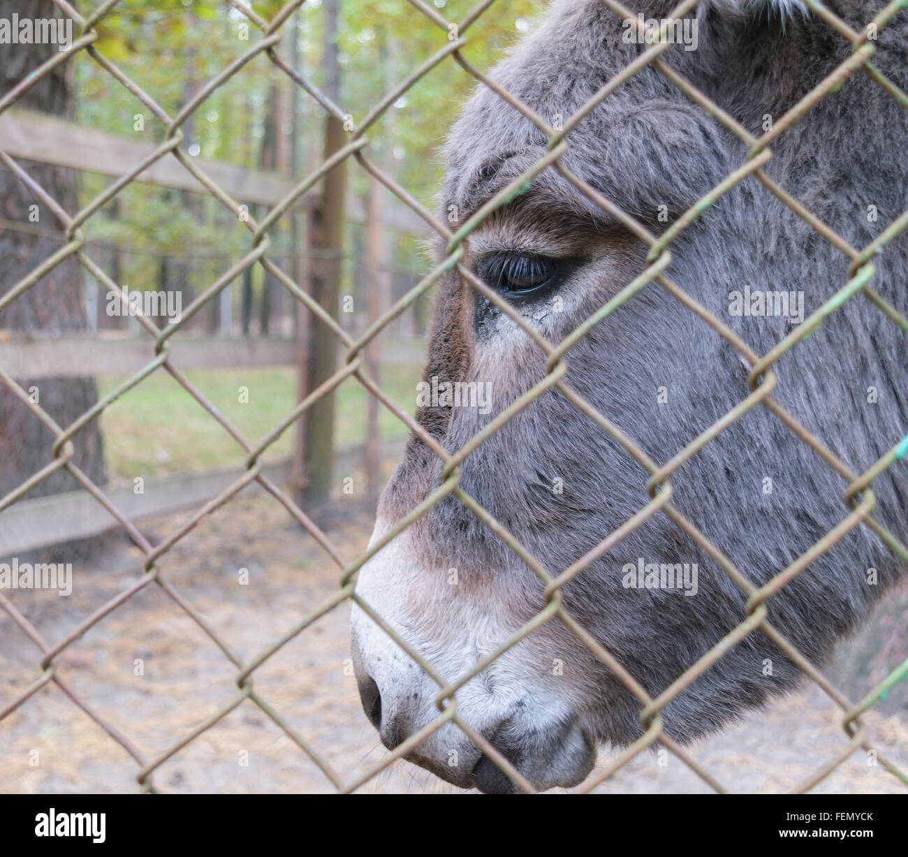 Head of donkey behind bars in a zoo Stock Photo - Alamy