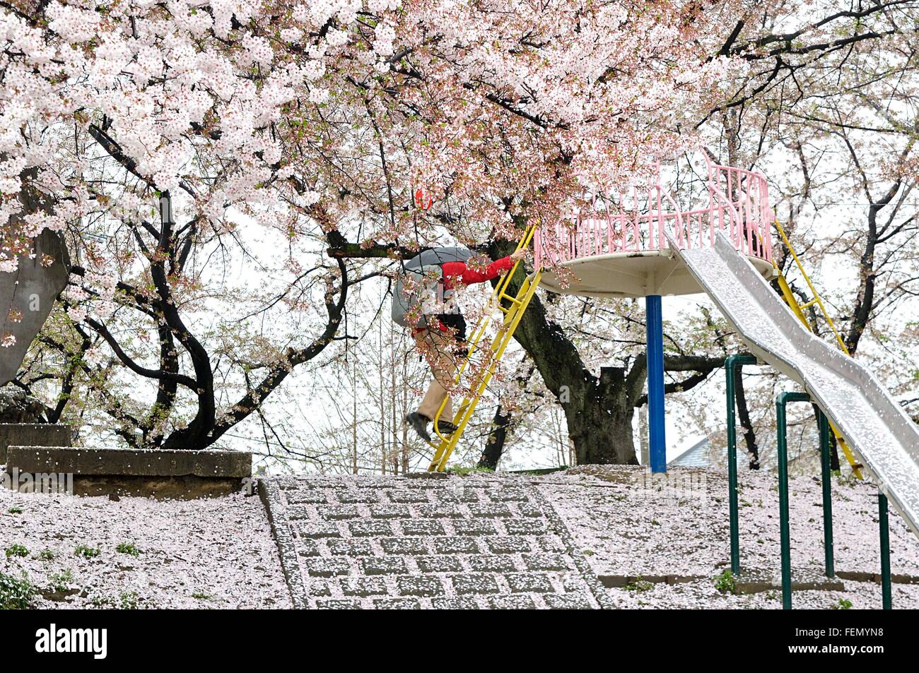 Climbing The Ladder Stock Photos & Climbing The Ladder Stock Images - Alamy