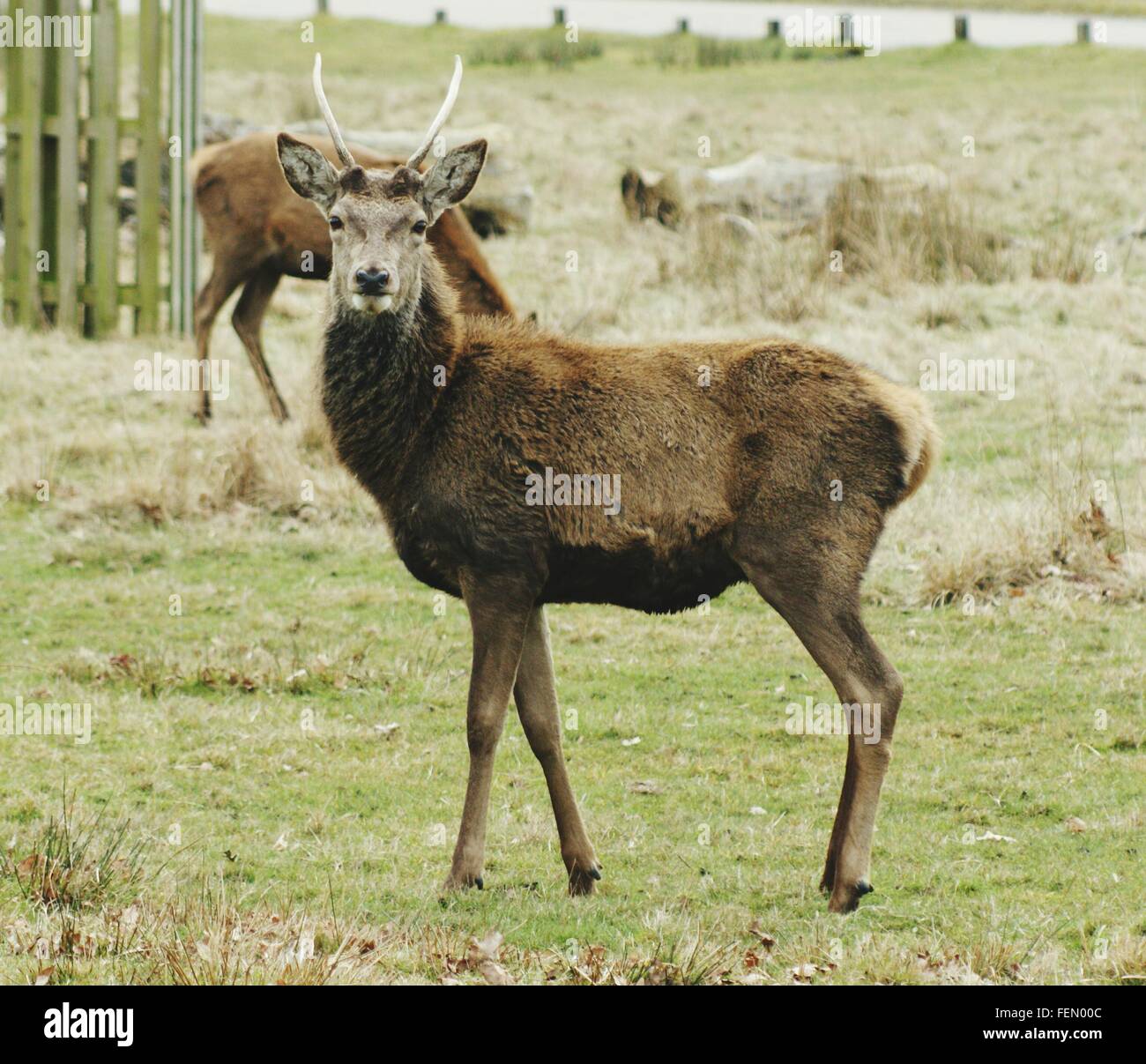 Two deer camera hi-res stock photography and images - Alamy