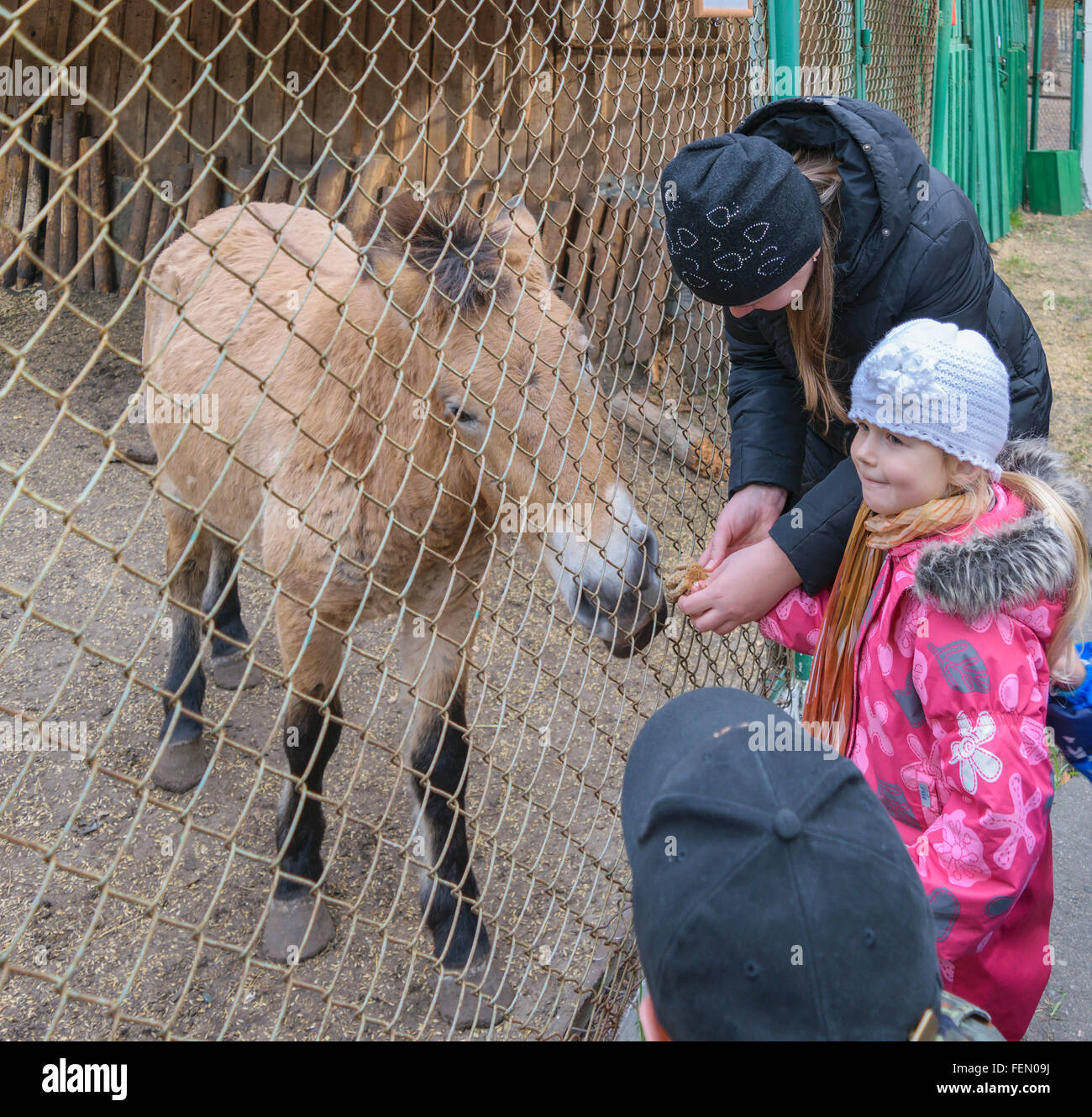 Child feeding farm animals hi-res stock photography and images - Alamy
