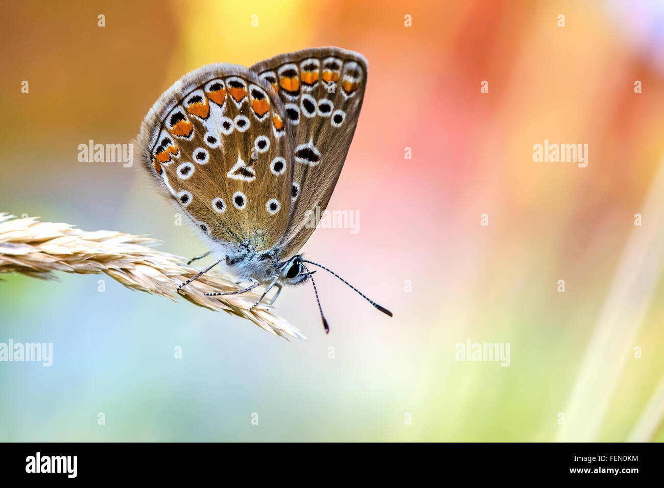 Butterfly - Common Blue Stock Photo - Alamy
