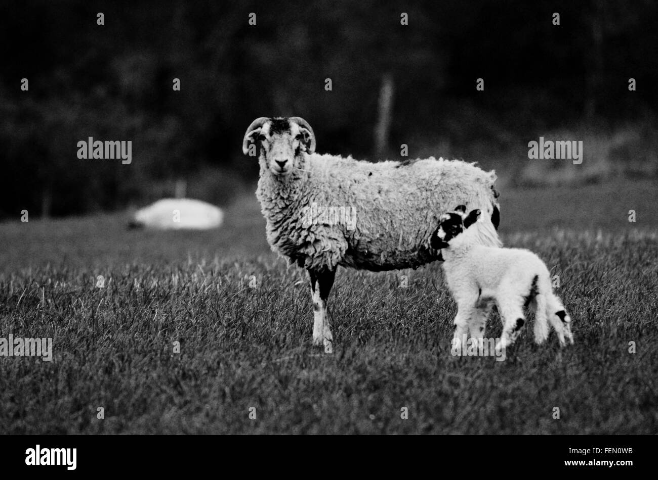 Sheep family hi-res stock photography and images - Alamy