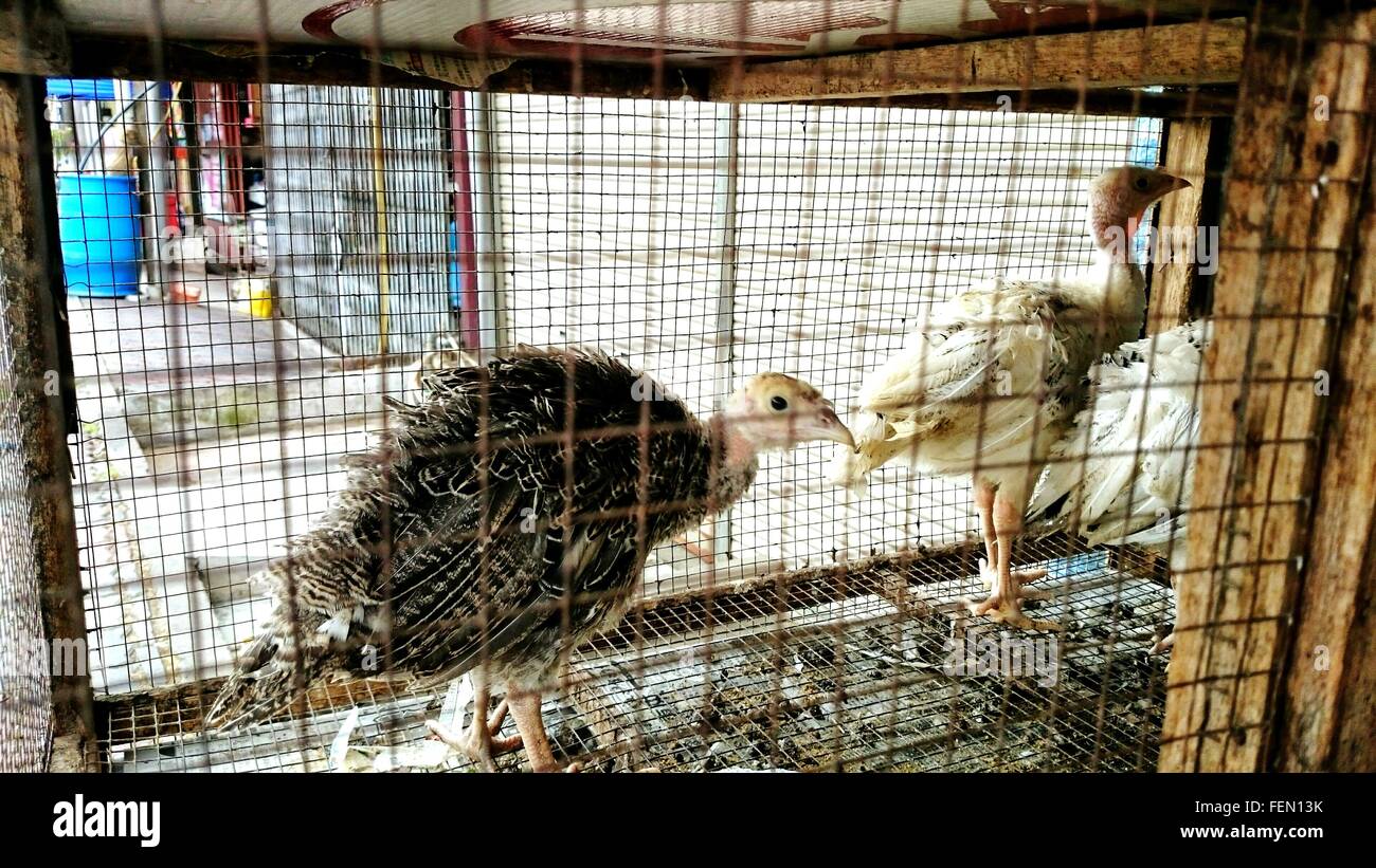 Turkey in cage hi-res stock photography and images - Alamy