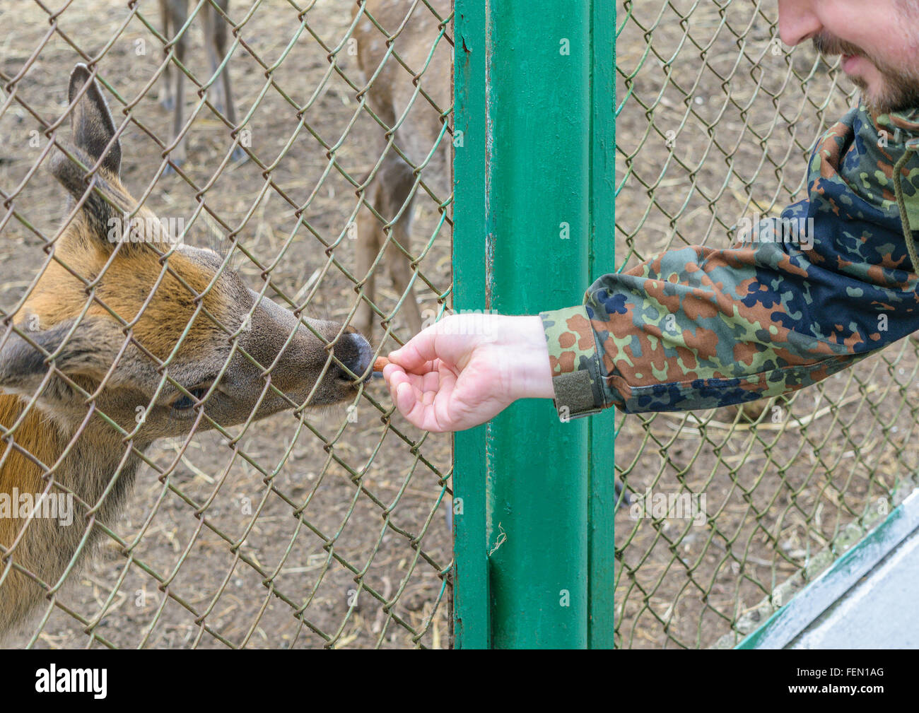 Man stretched out his hand with a carrot and feeding deer in the zoo ...